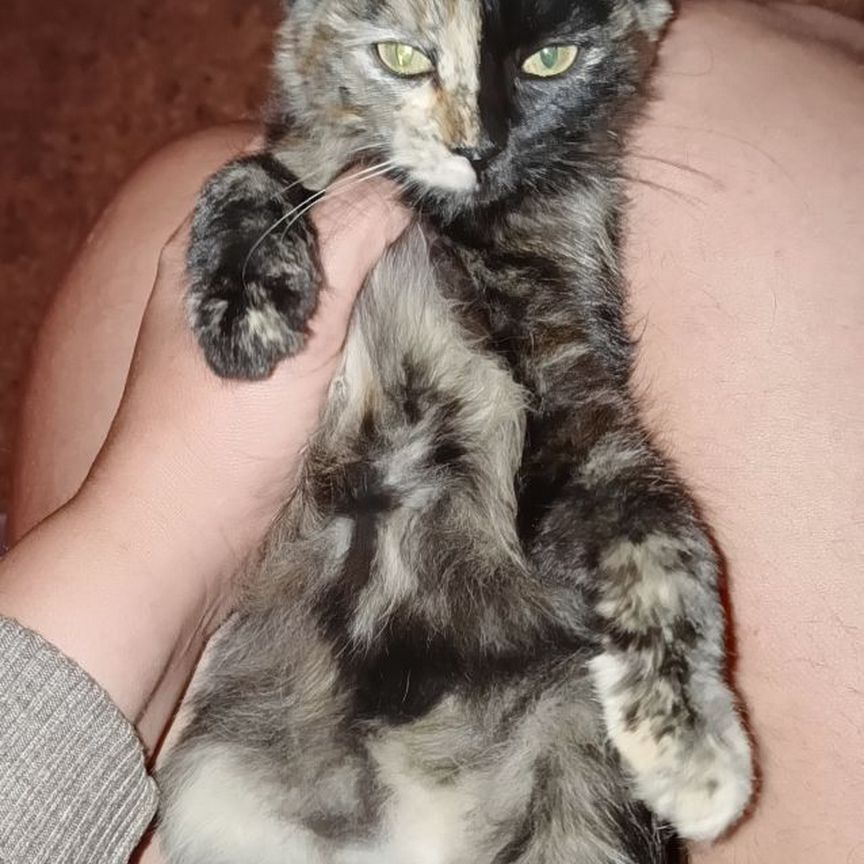 Котенок девочка в добрые руки