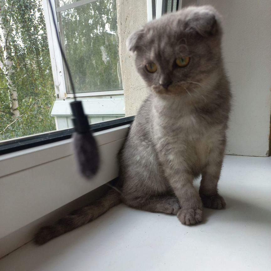 Игривая вислоушка с документами