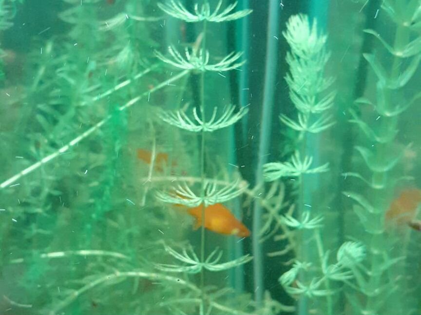 Роголистник Водоросль