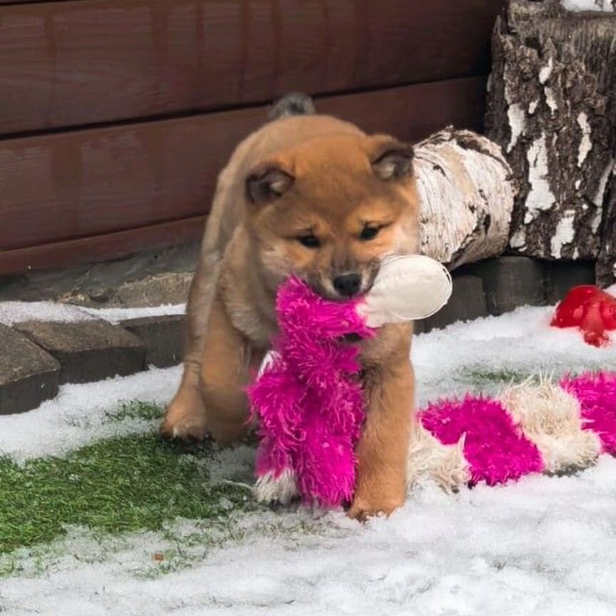 Сибики щенята