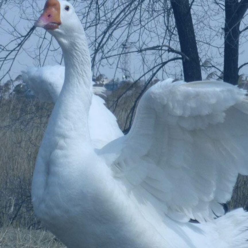 Гуси Живьем породы Линда