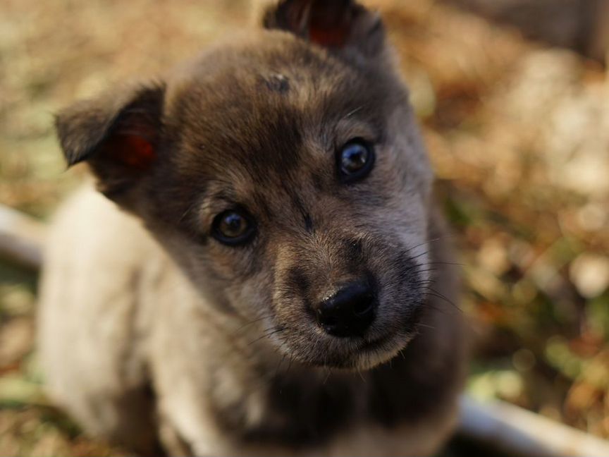 Фиби ищет дом