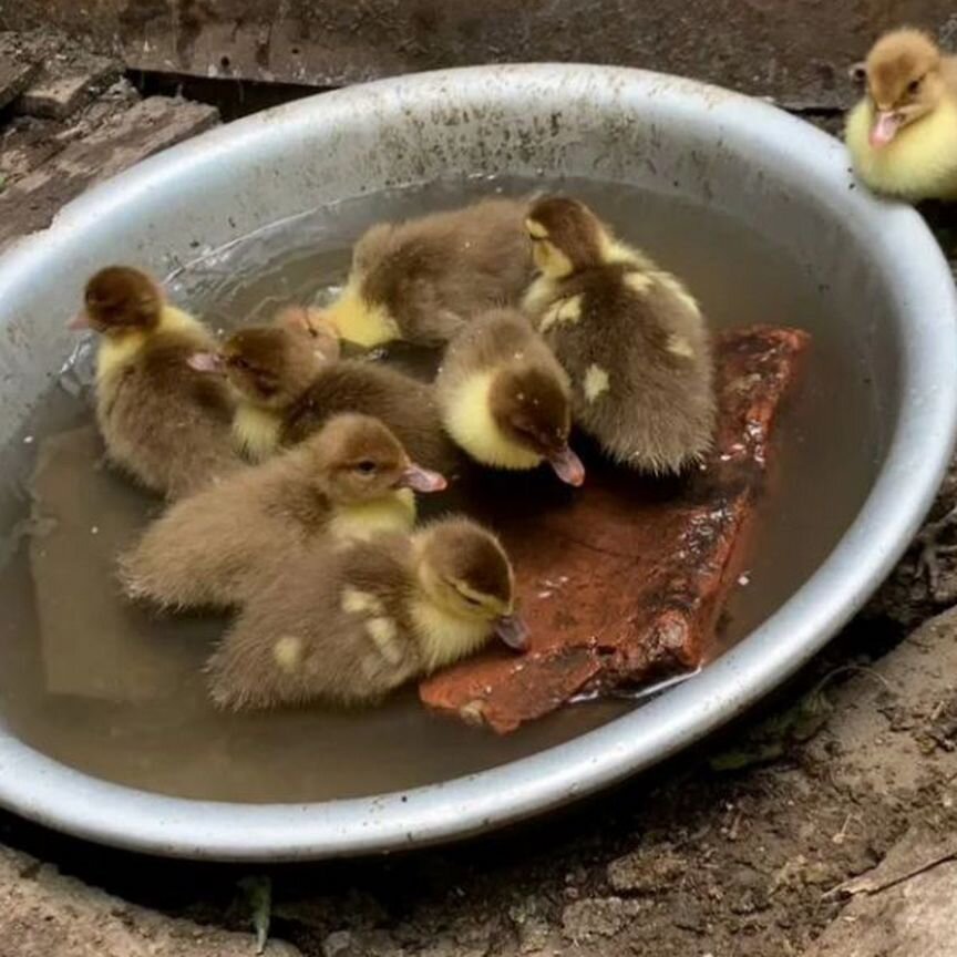 Мускусные утки