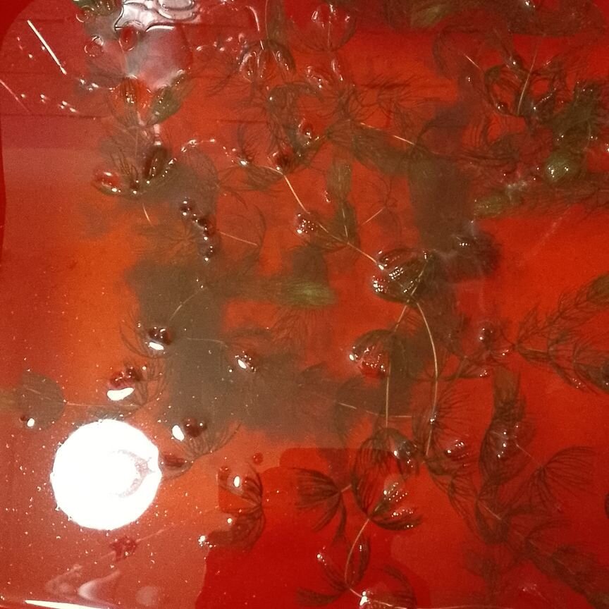 Отдам роголистник