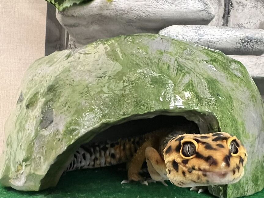 Поилка, укрытие и влажная камера на заказ