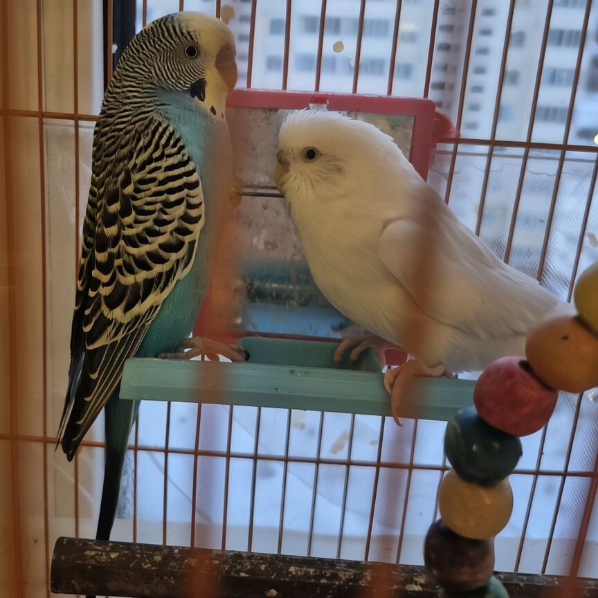 Волнистый попугай с клеткой