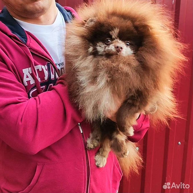 Померанский шпиц шоколадный мрамор