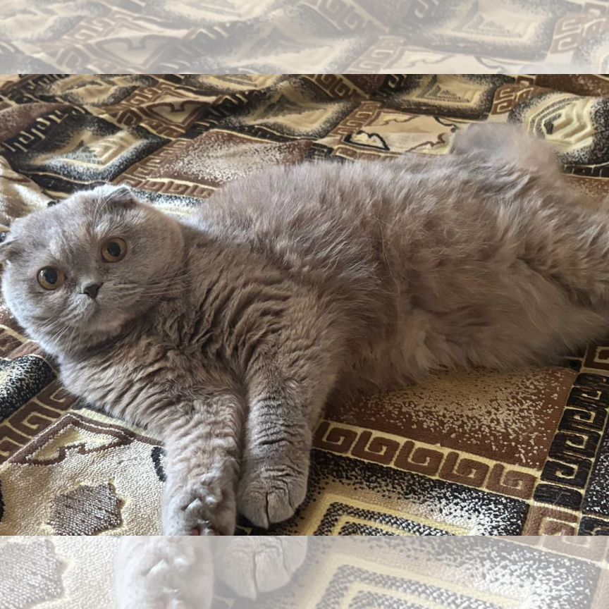 Шотландская вислоухая кошка в добрые руки