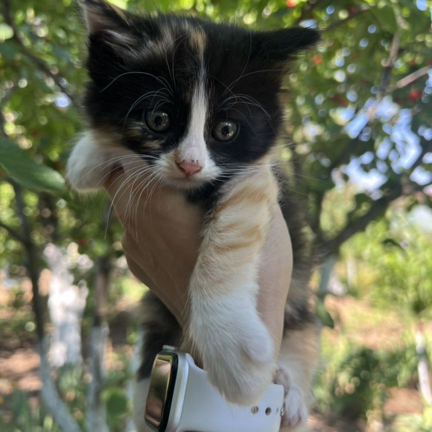 Котята малыши в добрые ручки