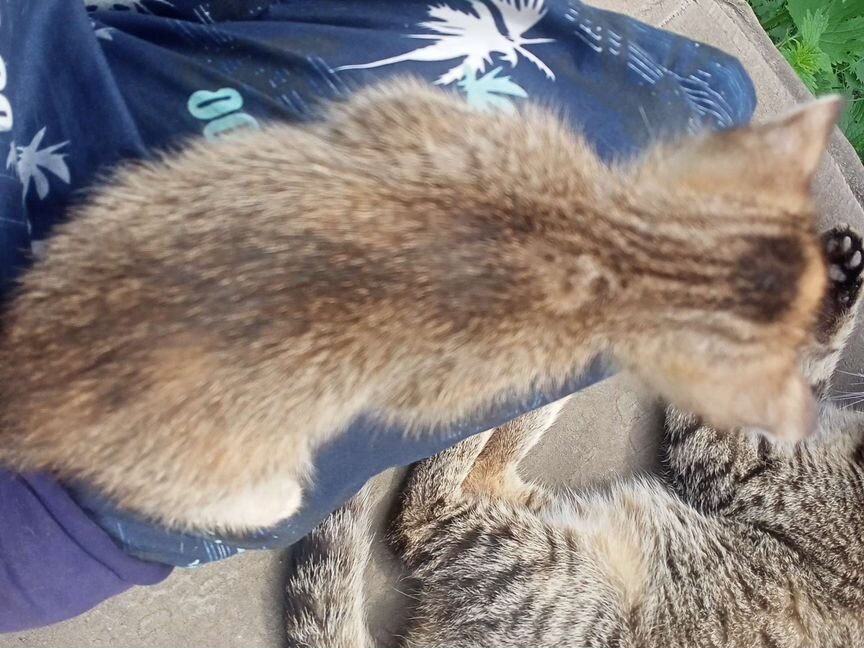 Котенок девочка порода не знаю