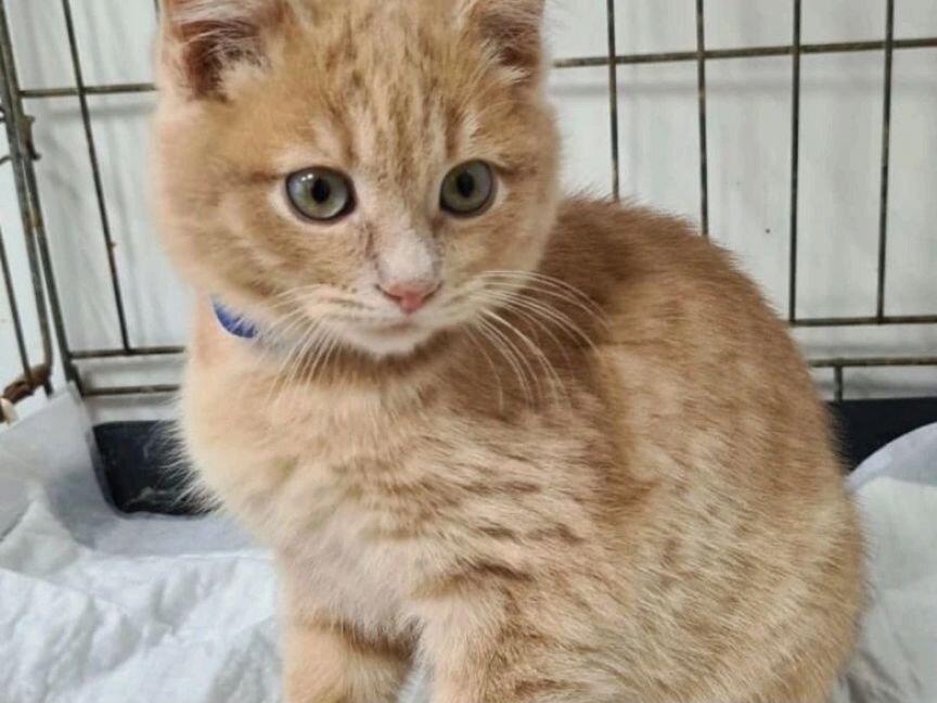 Маленький Овсянчик в дар