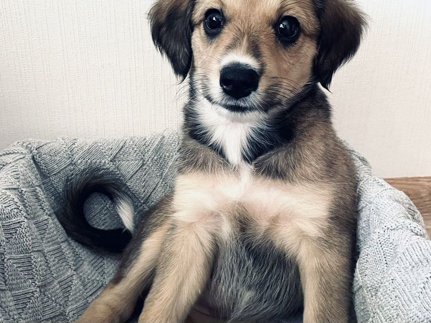 Щенок средней породы бесплатно