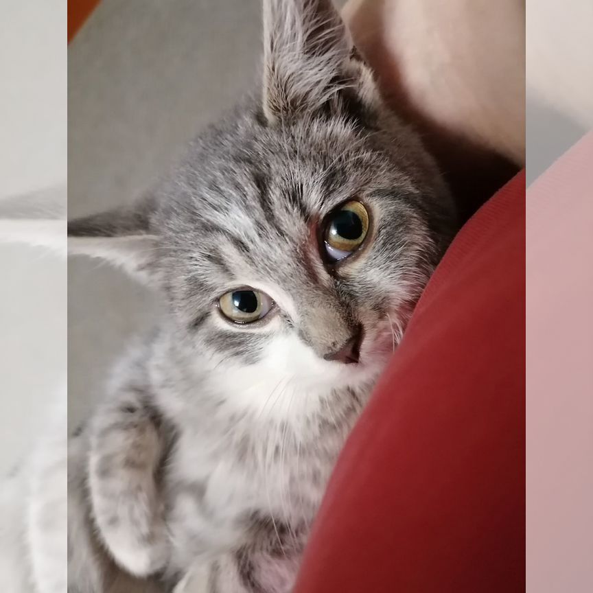 Котёнок в добрые руки