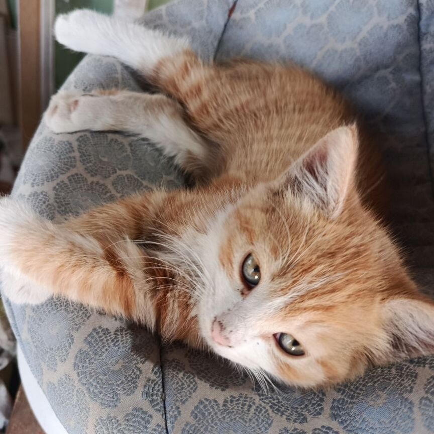 Котёнок в добрые руки