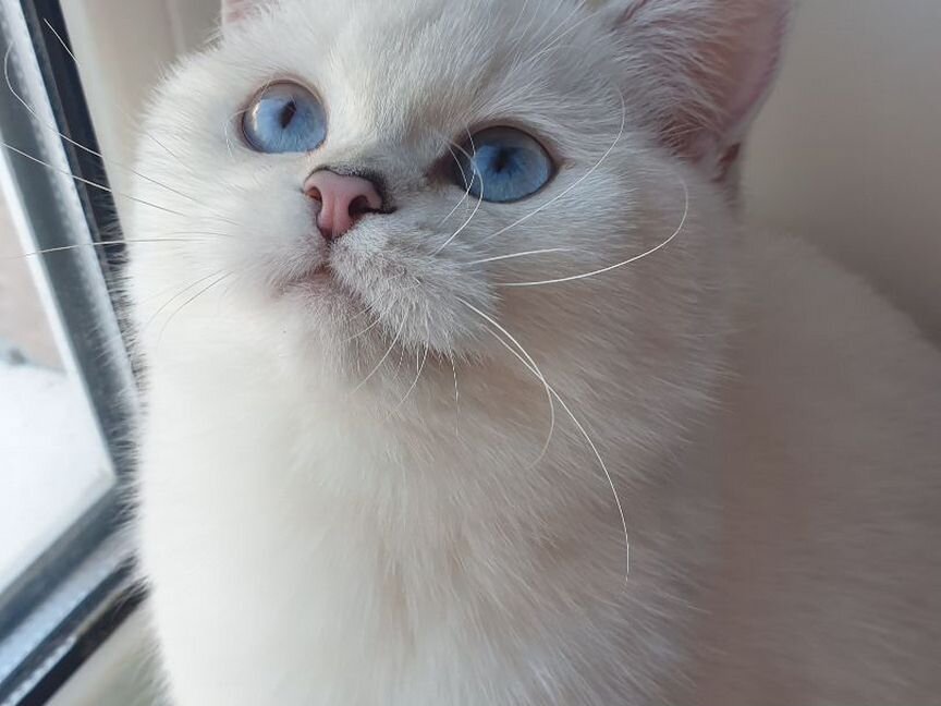 Кошечка с голубыми глазками Лилиана