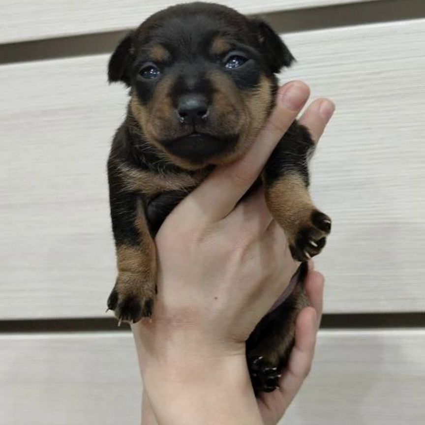 Русский той-терьер, щенок