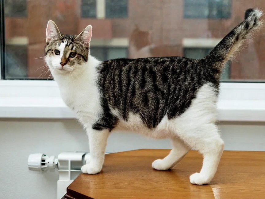 Котик мальчик Тимофей 11 мес
