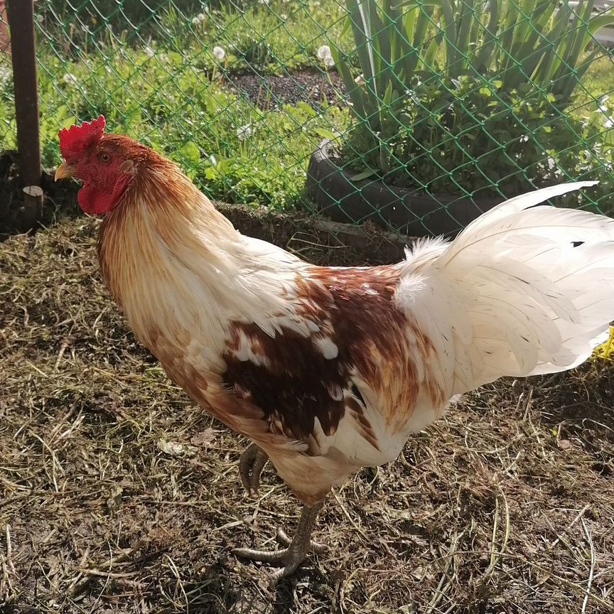 Продажа птицы