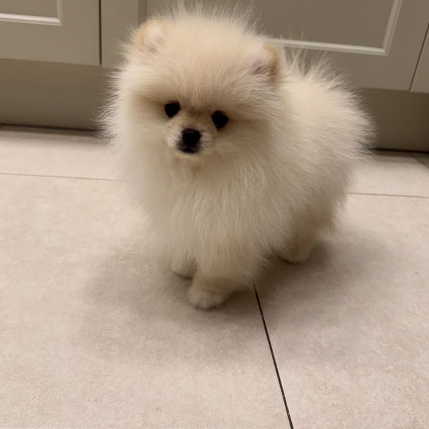 Померанский шпиц, щенок