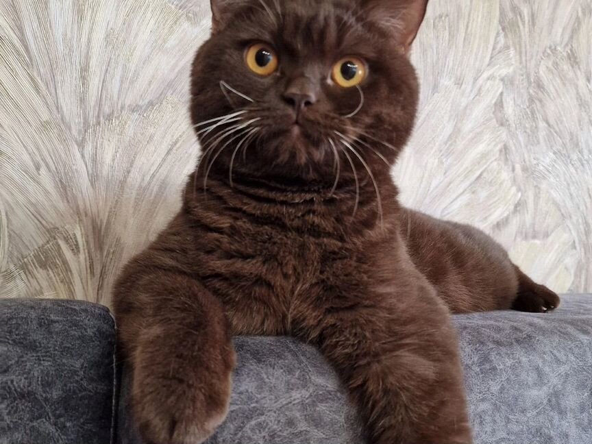 Шотландский кот