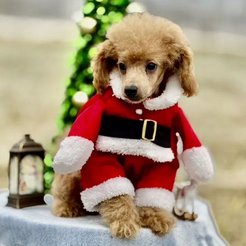 Той-пудель, щенок