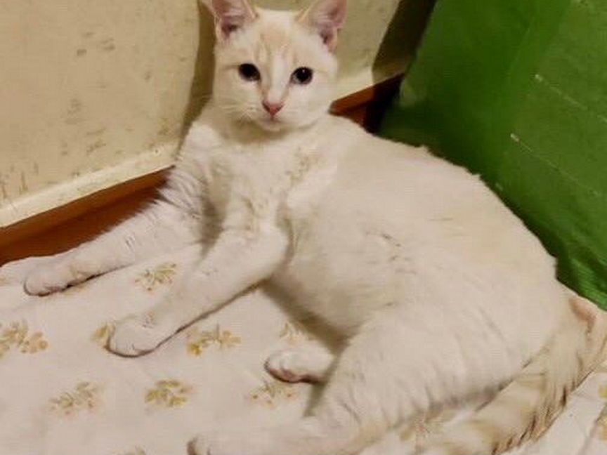 Голубоглазая девочка ищет дом