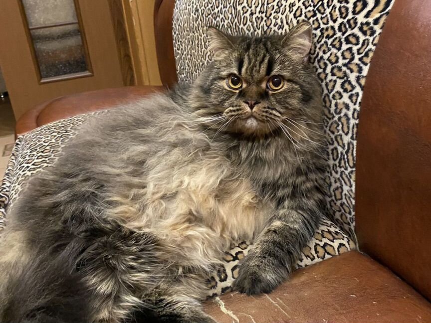 Кошка