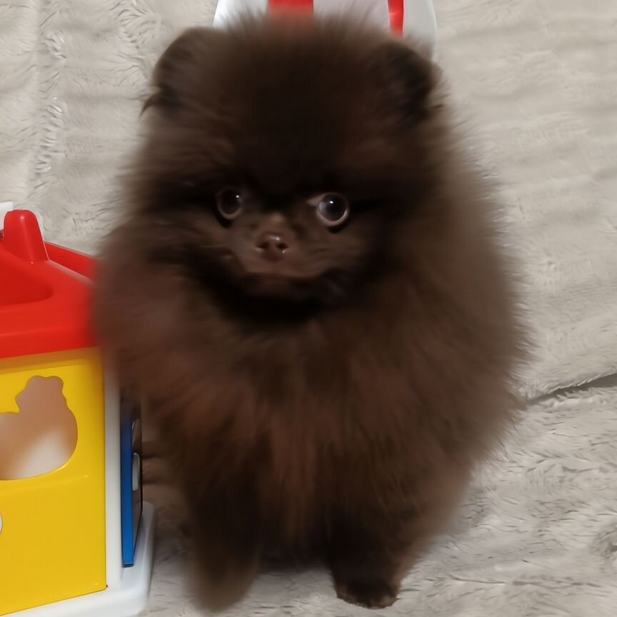 Померанский шпиц, щенок