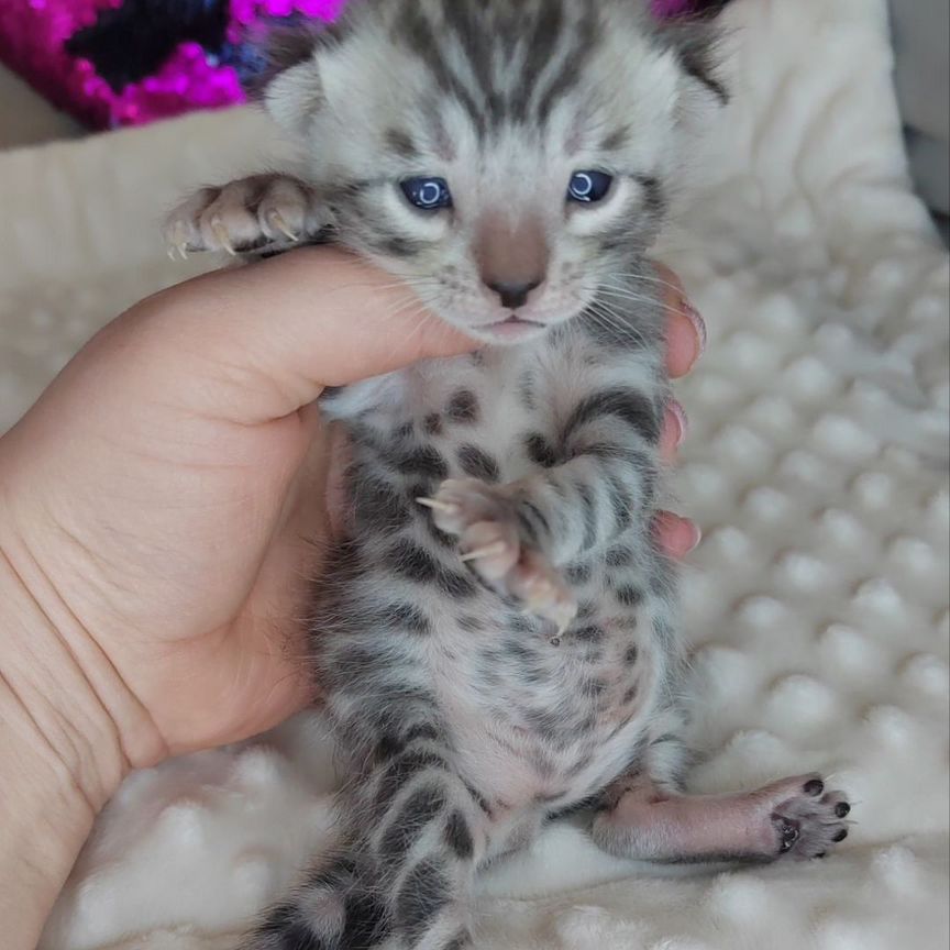 Шикарный мальчик серебро