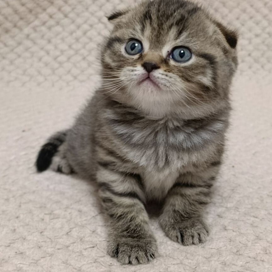 Шотландский вислоухий короткошёрстный котёнок