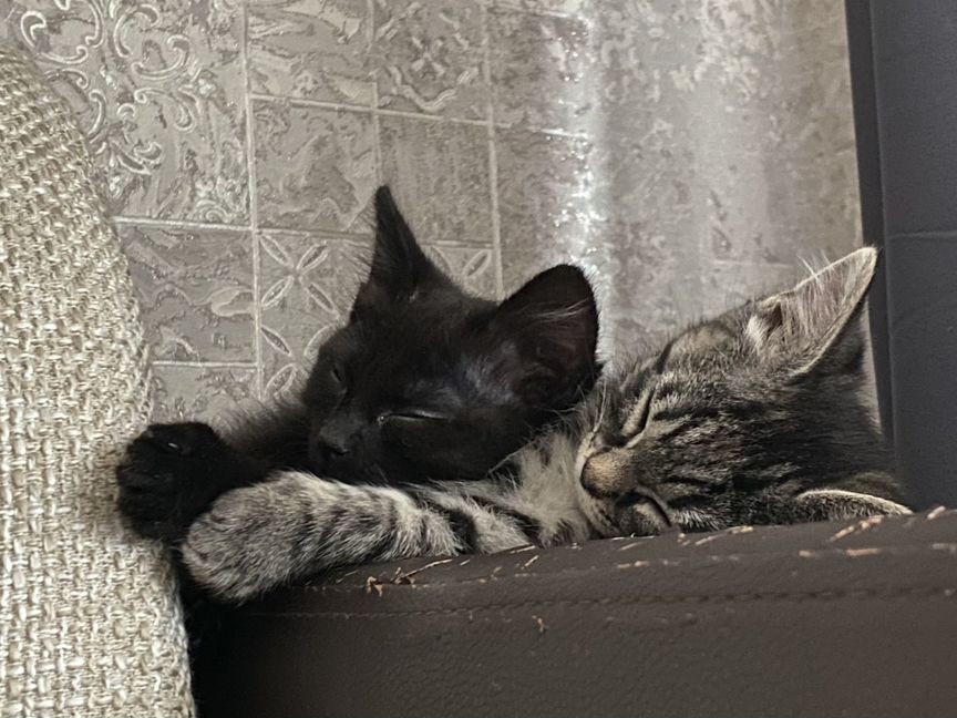 Котятки бесплатно