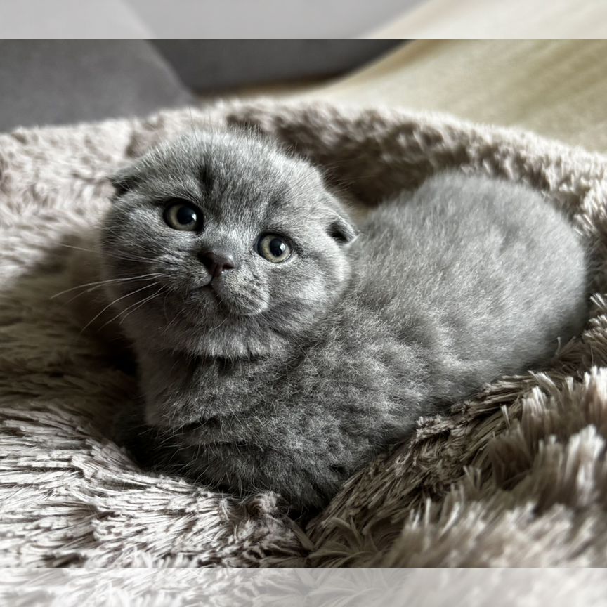 Британский короткошёрстный котёнок
