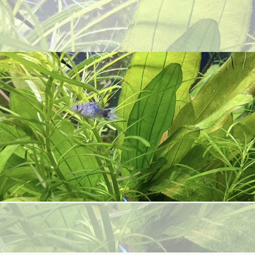 Эхинодорус