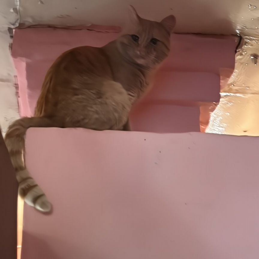 Взрослый кот в добрые руки