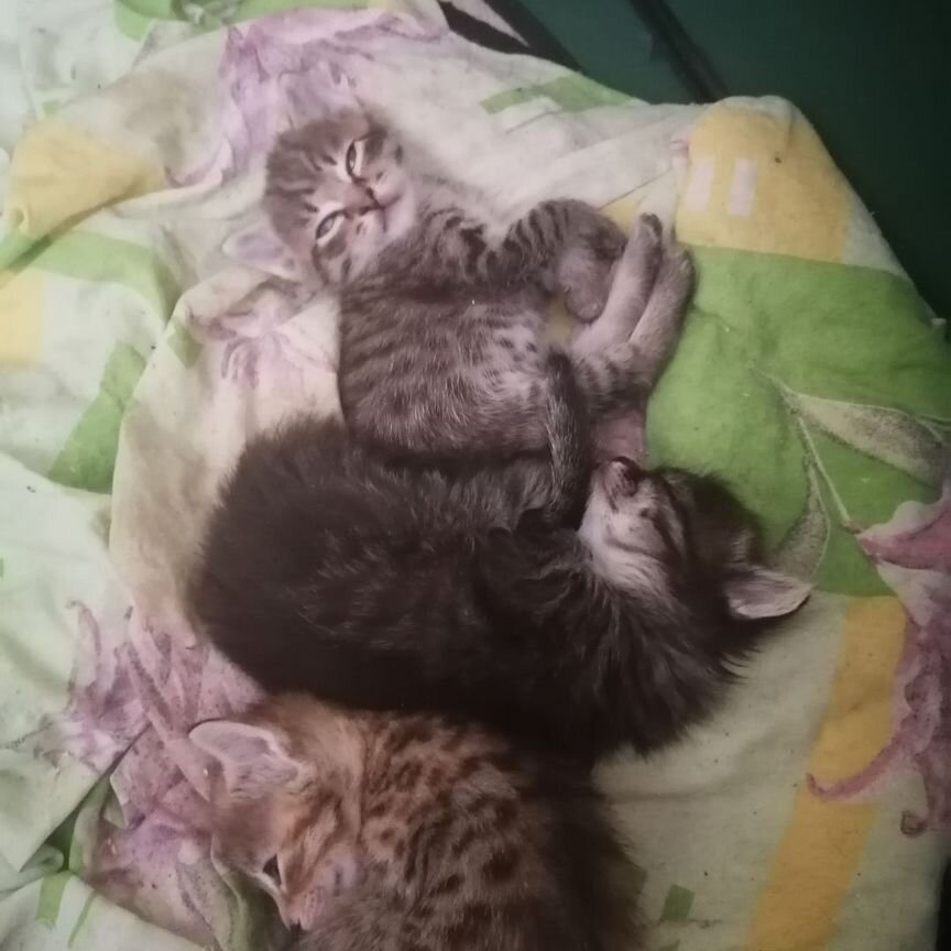 Кошки в добрые руки