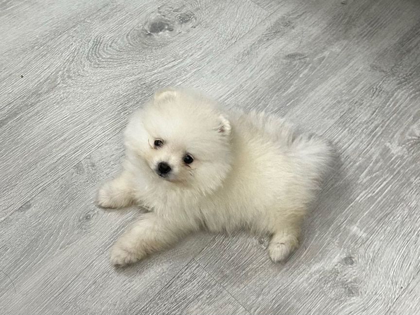 Померанский шпиц