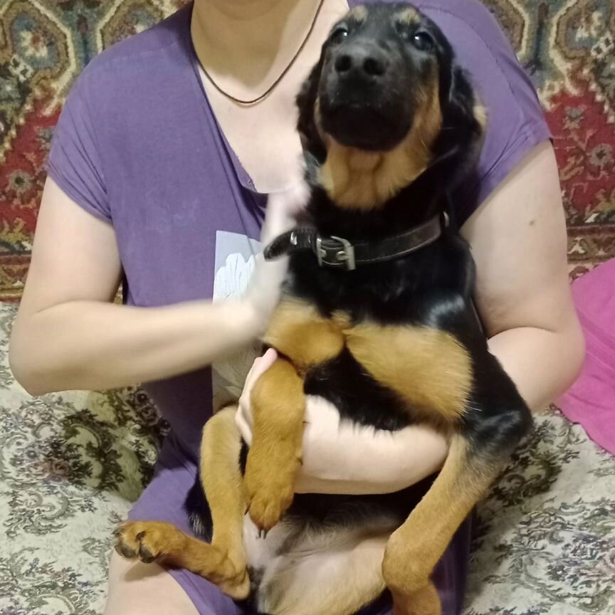 Щенок в добрые руки