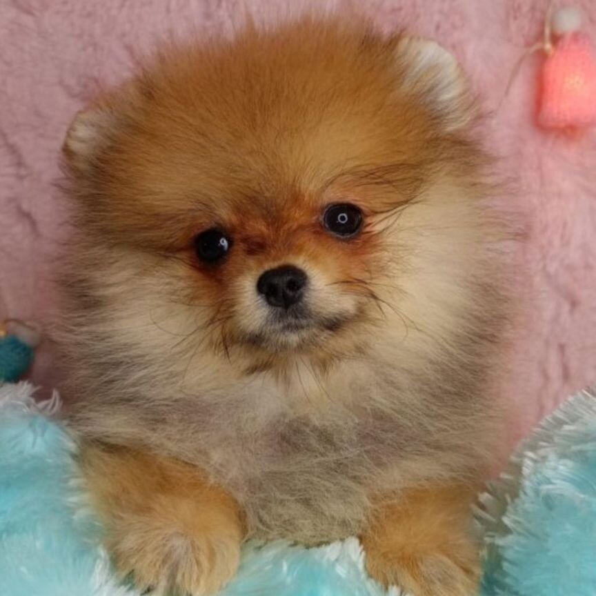 Померанский шпиц отдам в добрые руки