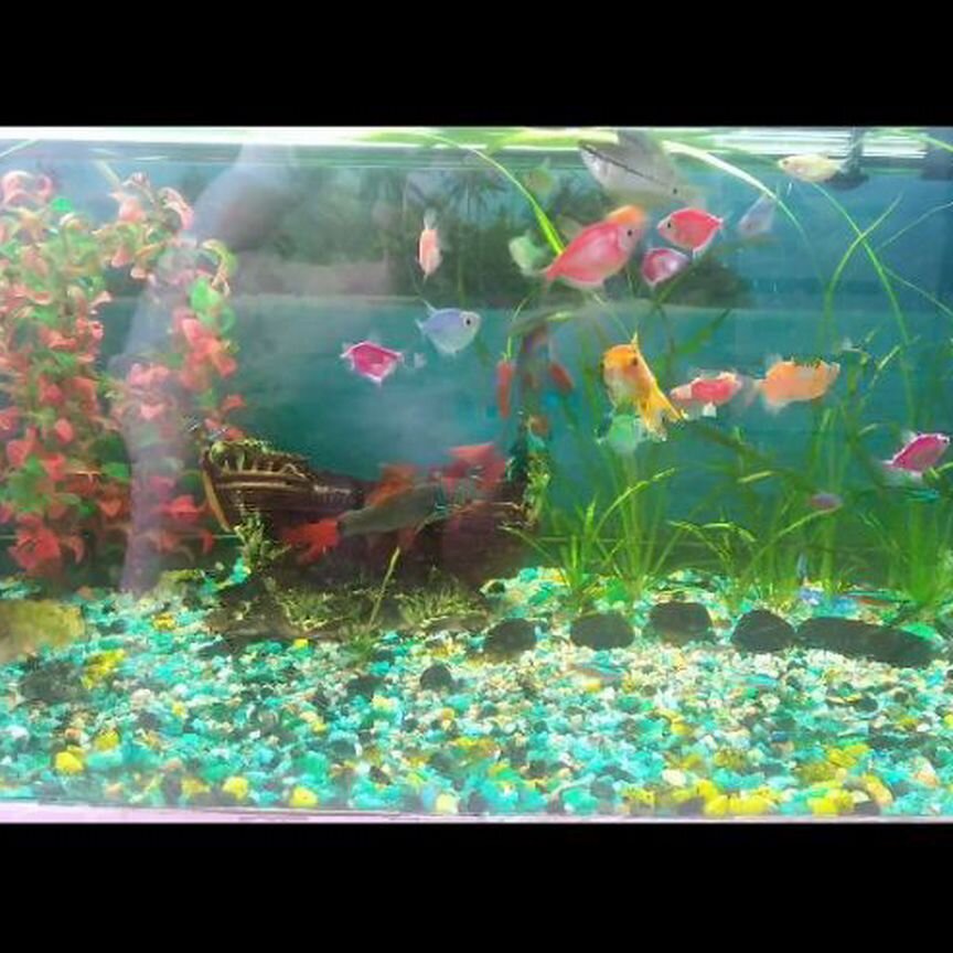 Аквариум