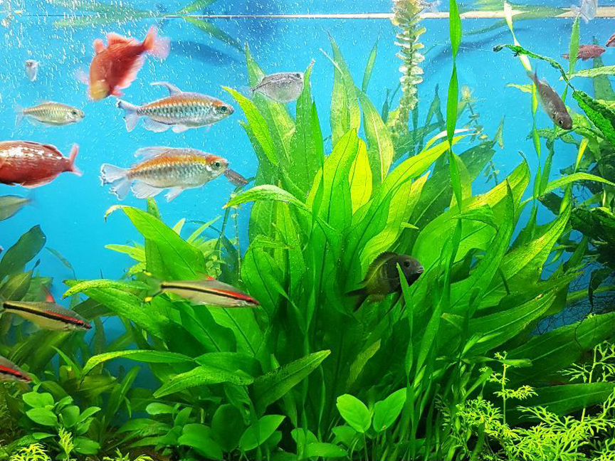 Растение для аквариума