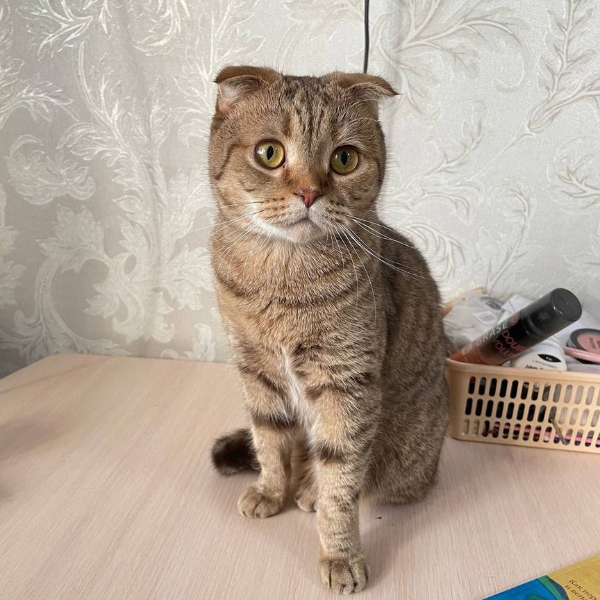 Срочноотдаю кошек и котов в добрые руки