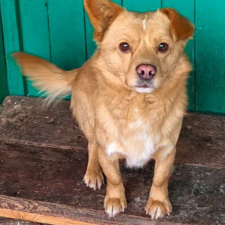 Взрослый пёс в добрые руки