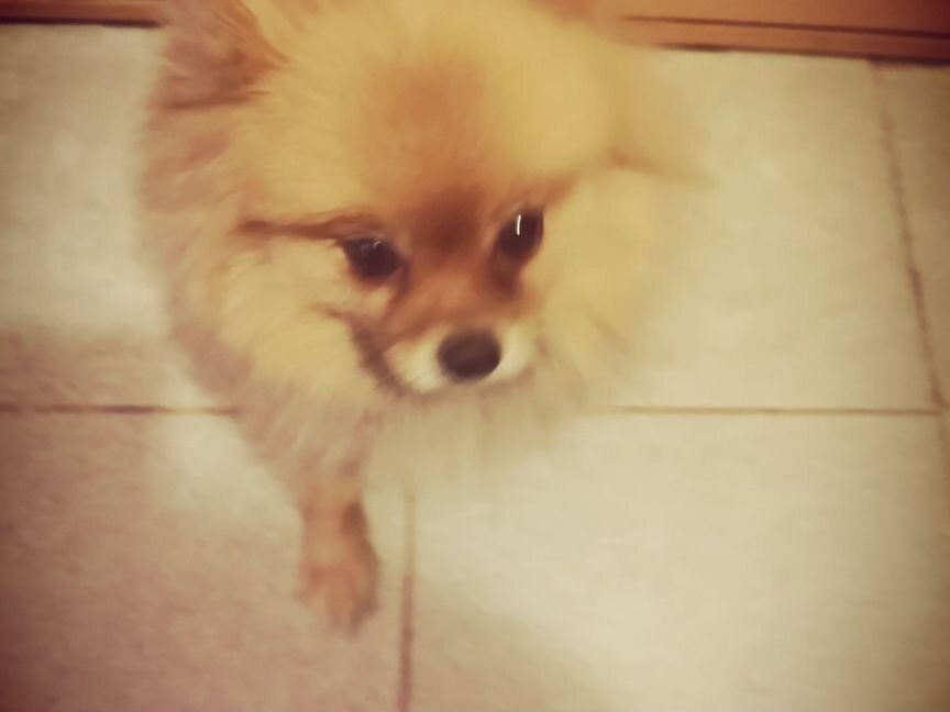 Шпиц мини взрослая