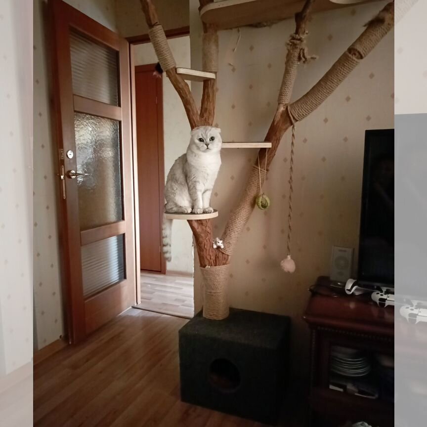 Шотландский прямоухий короткошёрстный котёнок