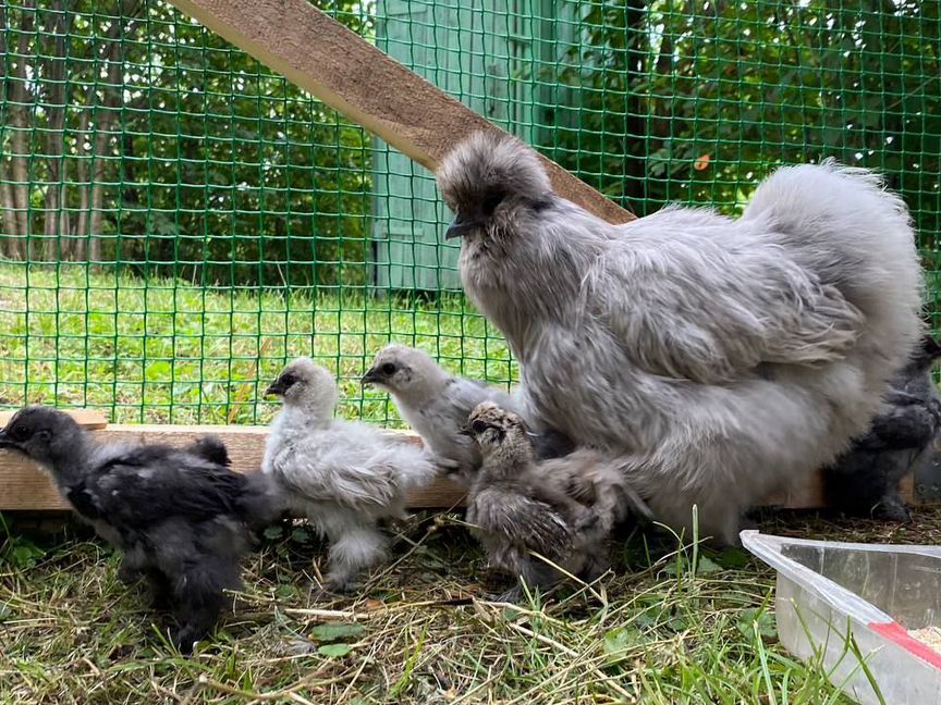 Китайские шелковые куры. Семьи. Петухи. Цыплята