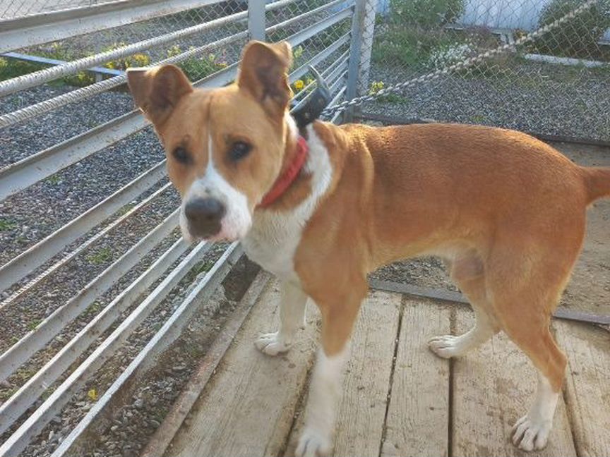 Собаки желают обрести дом и семью)