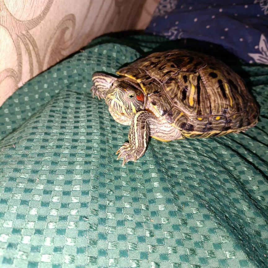 Красноухая черепаха