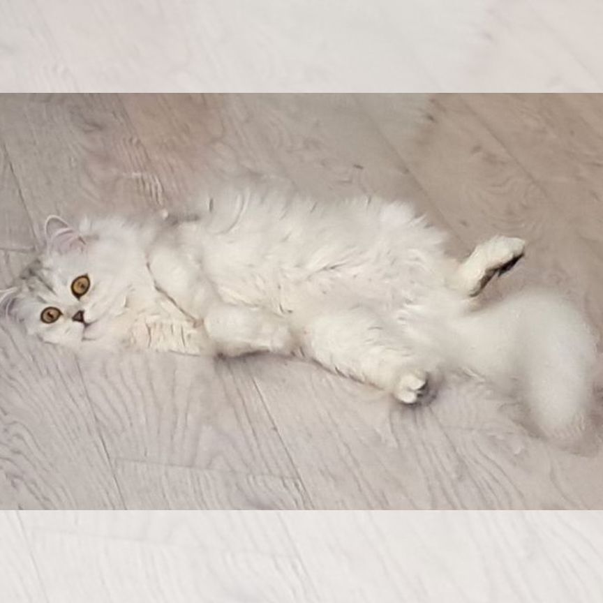 Шотландская прямоухая длинношёрстная кошка, вязка