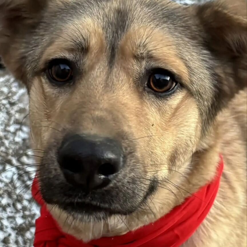 Взрослый пёс в добрые руки