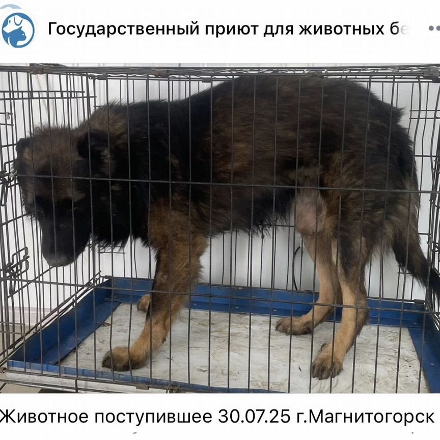 Собака в беде